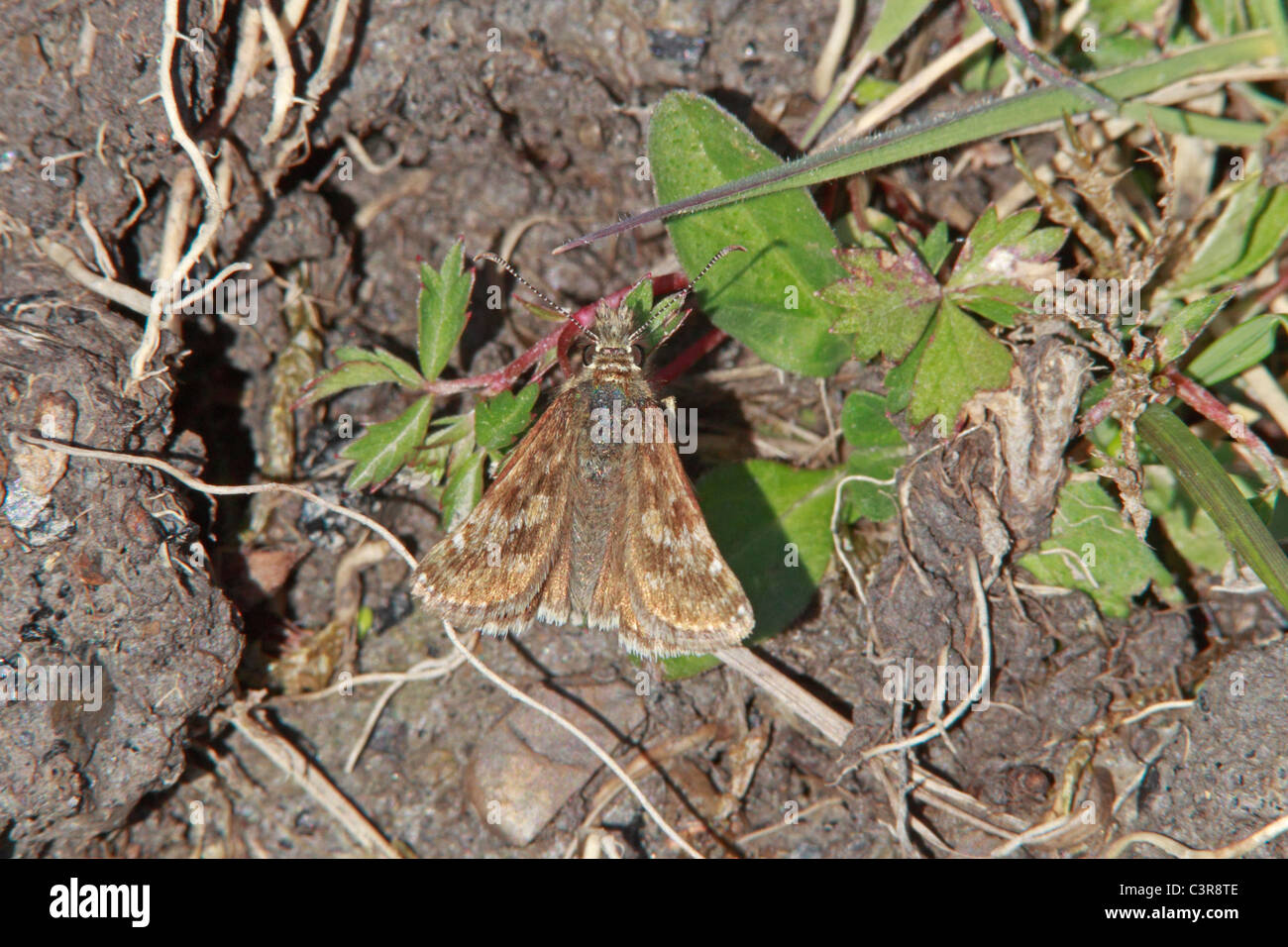 Dingy skipper butterfly on ground with wings partly folded Stock Photo ...