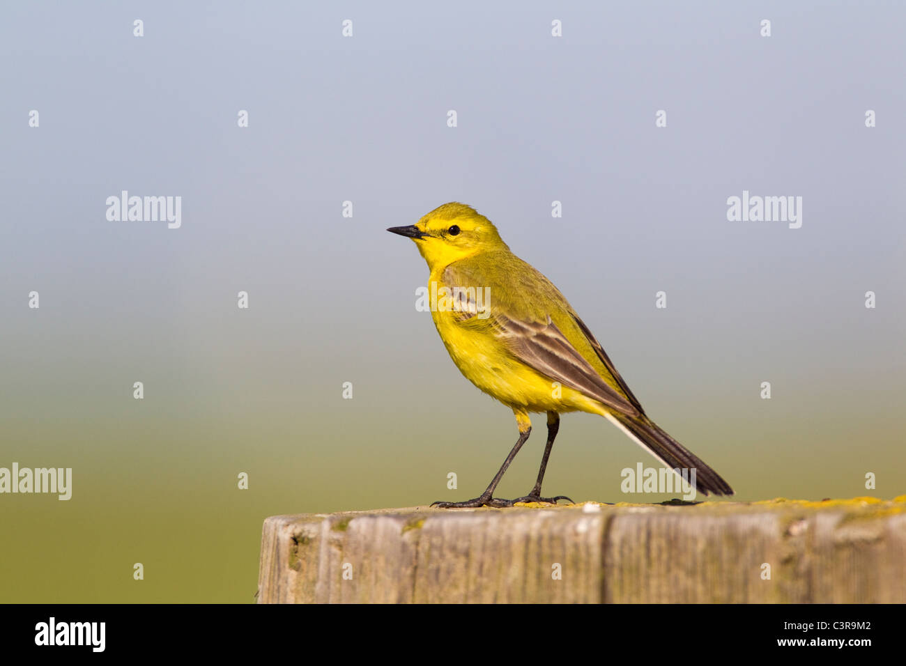 Yellow Wagtail Motacilla flava ssp. flavissima, male, Kent, UK spring ...