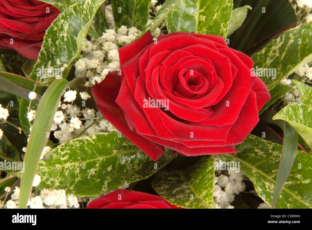 red rose in display Stock Photo - Alamy