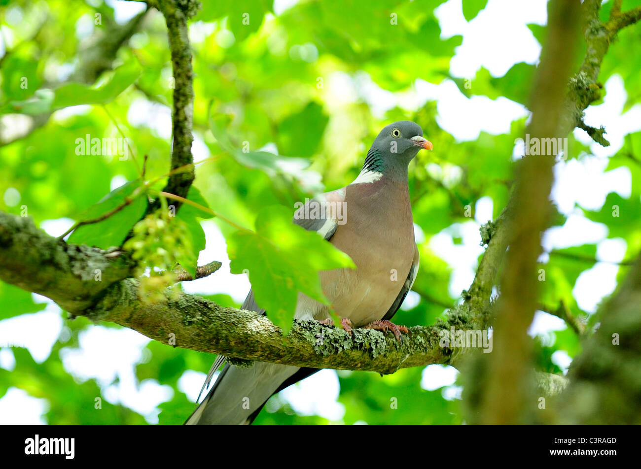 An adult wood pigeon sitting in a tree (Columba palumbus Stock Photo ...