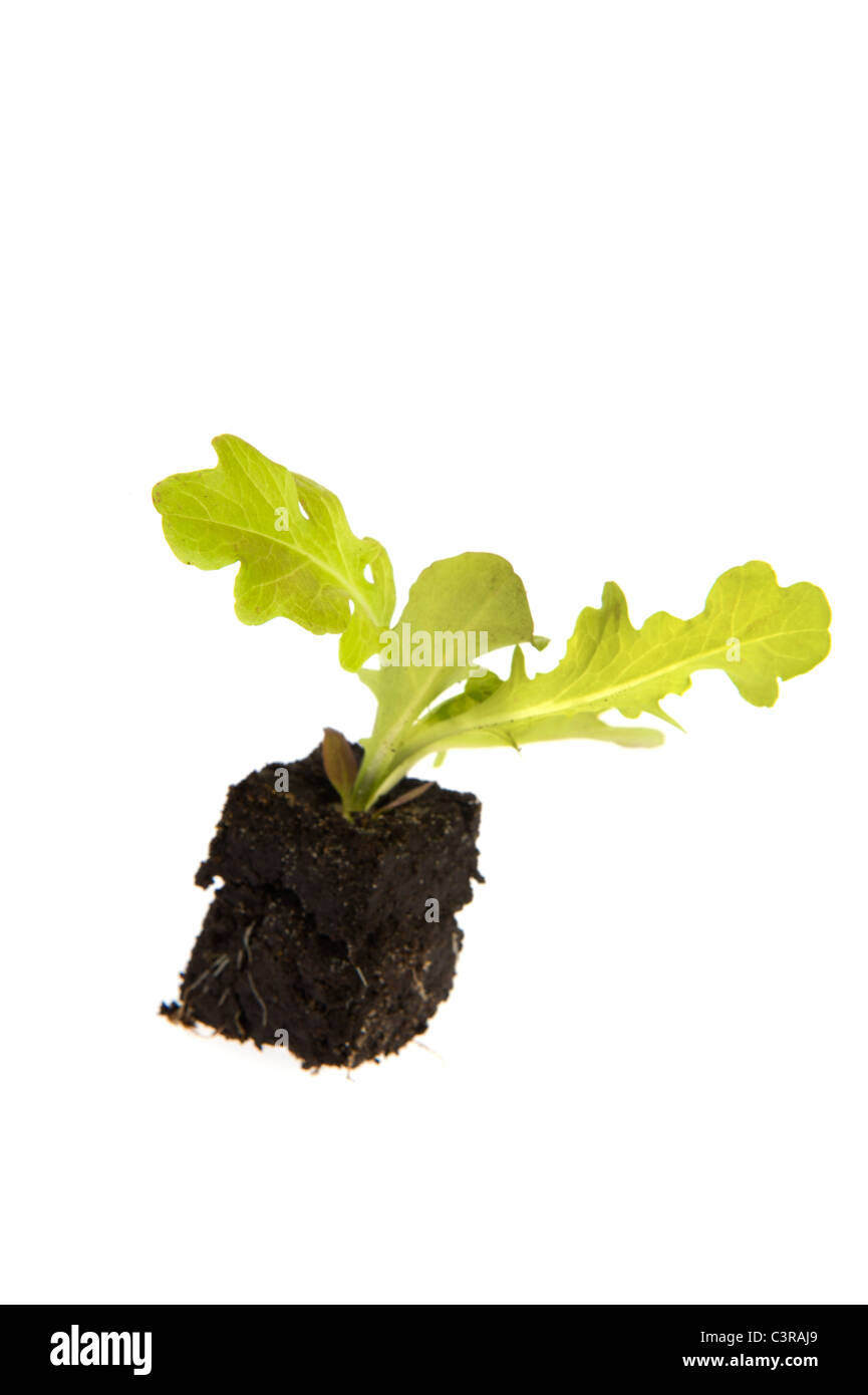 Single vegetable plant lettuce isolated over white background Stock ...