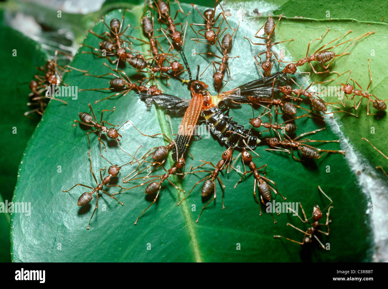 African weaver ants (Oecophylla longinoda), workers on their leaf nest ...