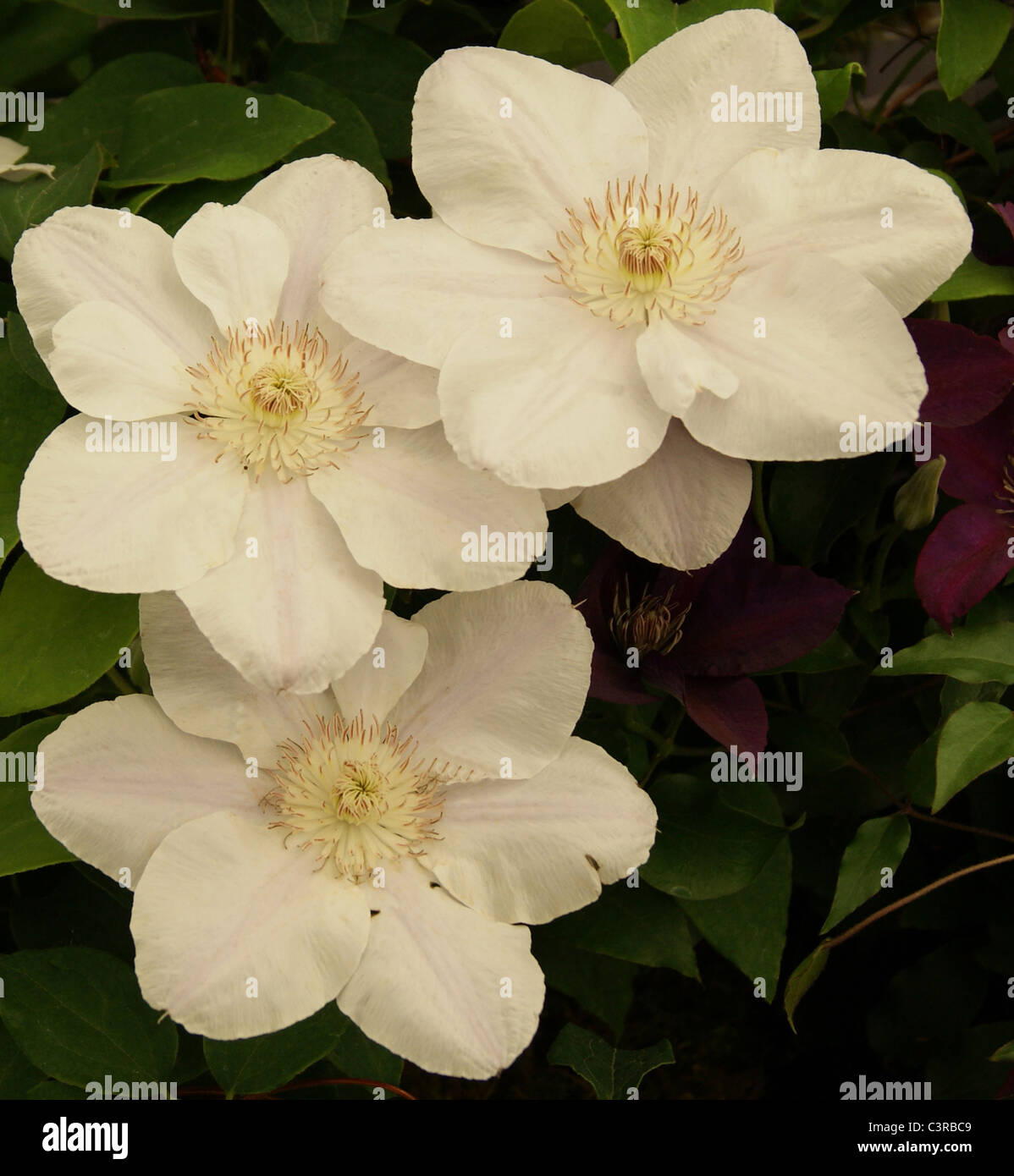 Clematis - Chantilly Stock Photo - Alamy