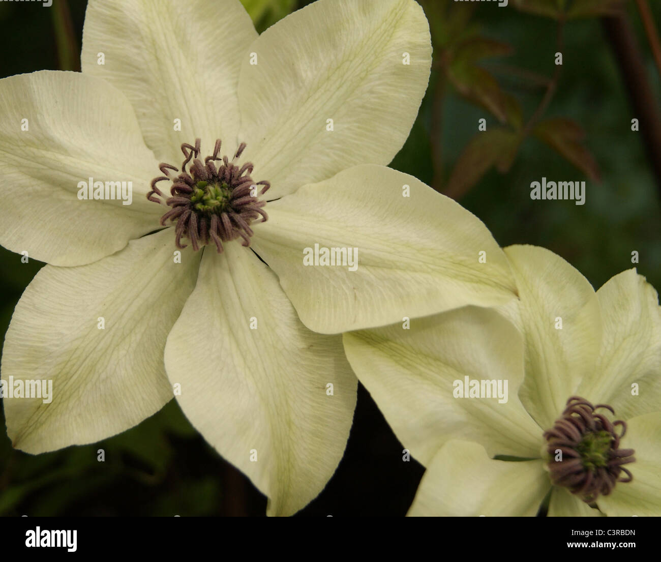 Clematis - Florida Pistachio Stock Photo - Alamy