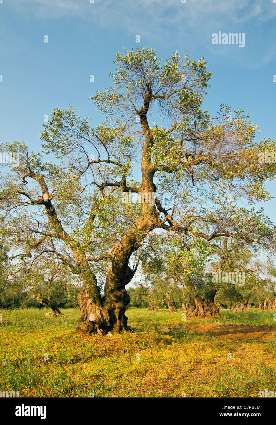 Ancient Olive Tree (Olea europaea) at Olive Grove near Lecce, Apulia ...