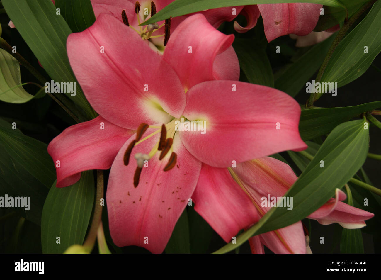 Lily - Lilium Oriental Robina Stock Photo - Alamy