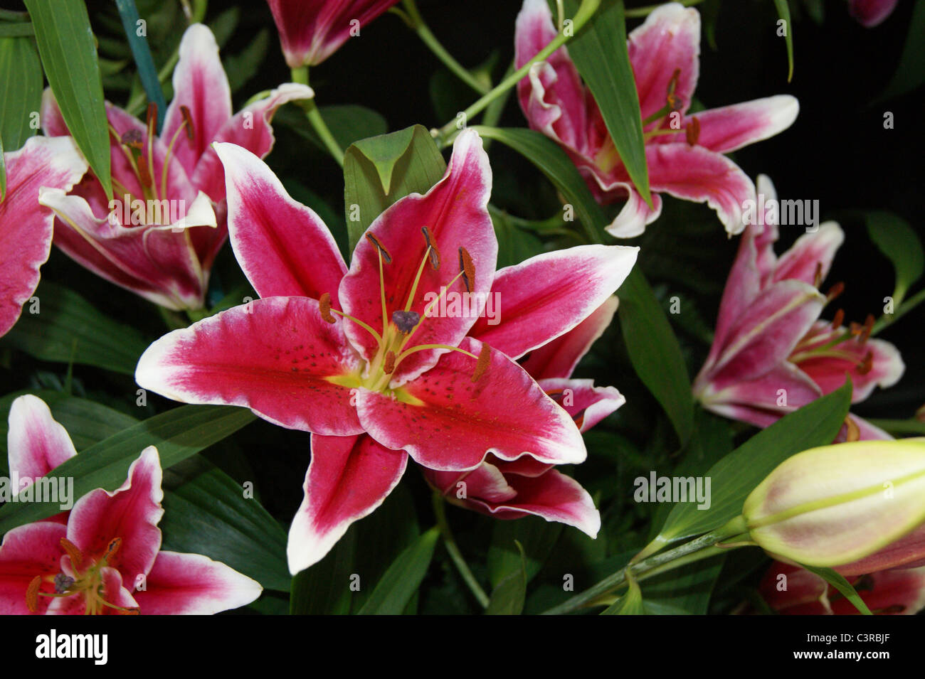 Lily - Lilium Cobra Stock Photo - Alamy