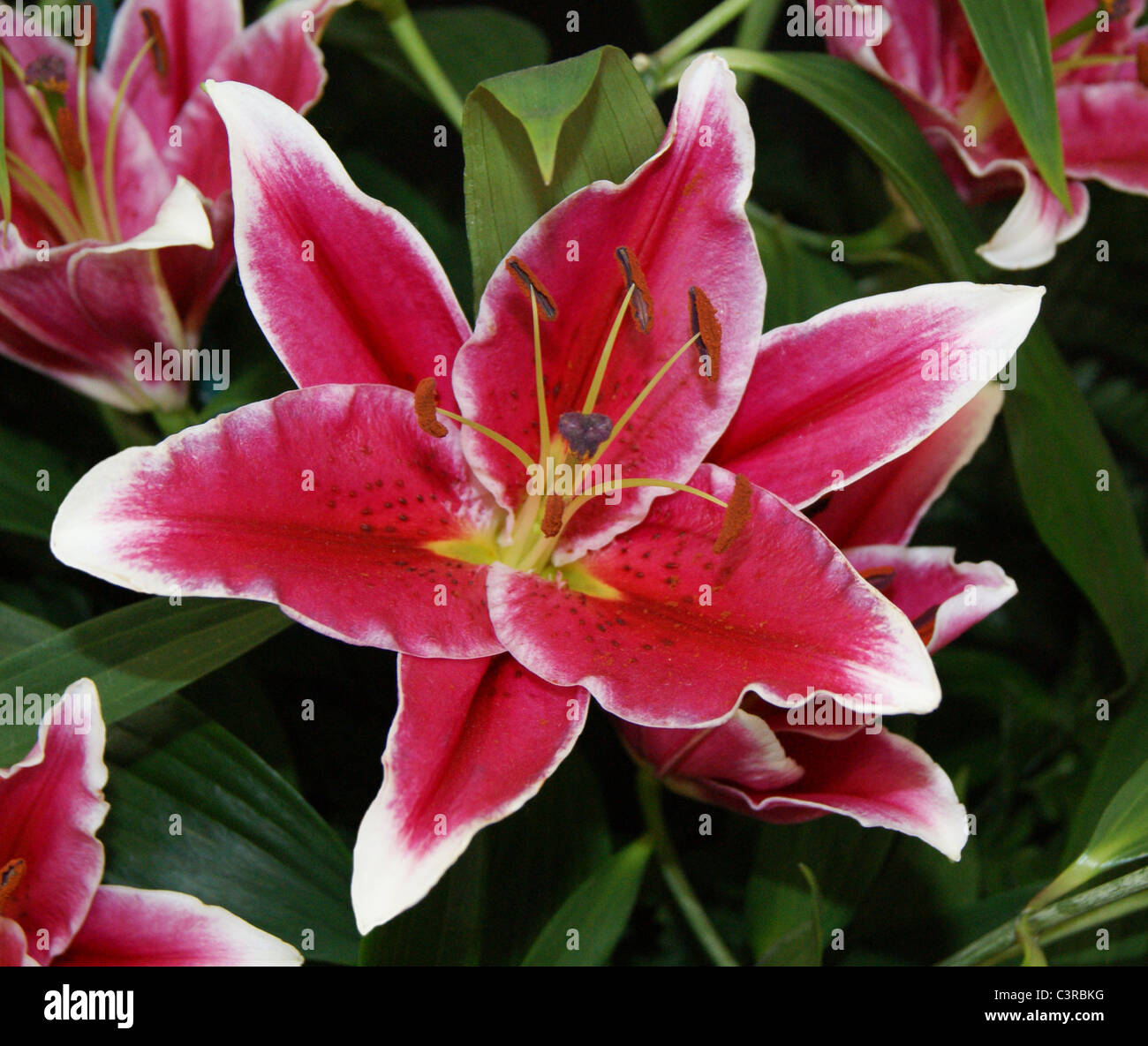 Lily - Lilium Cobra Stock Photo - Alamy