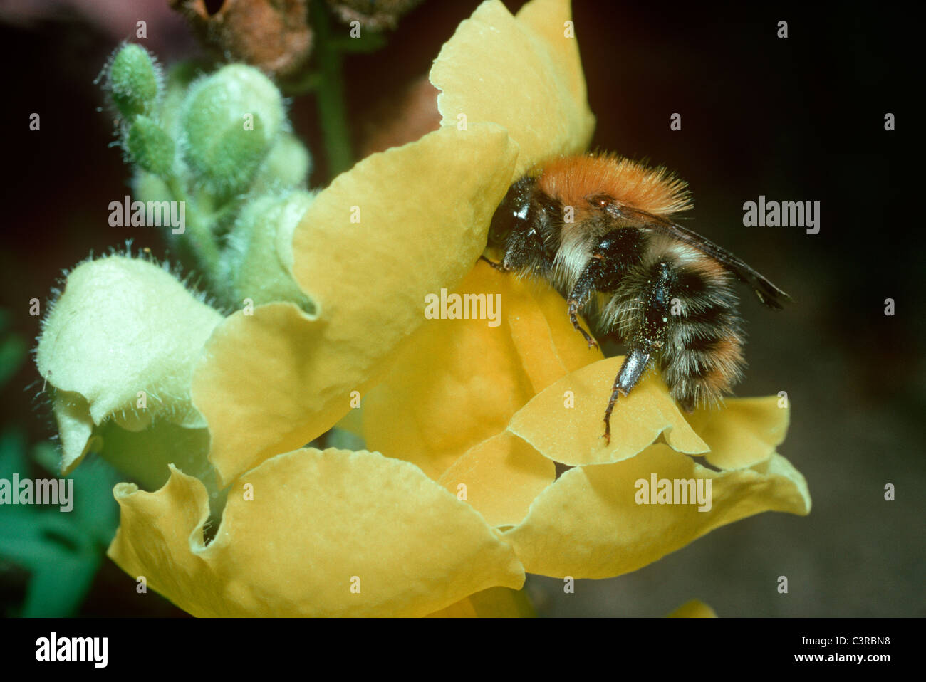 Common carder bumble bee (Bombus pascuorum: Apidae) worker pushing open ...