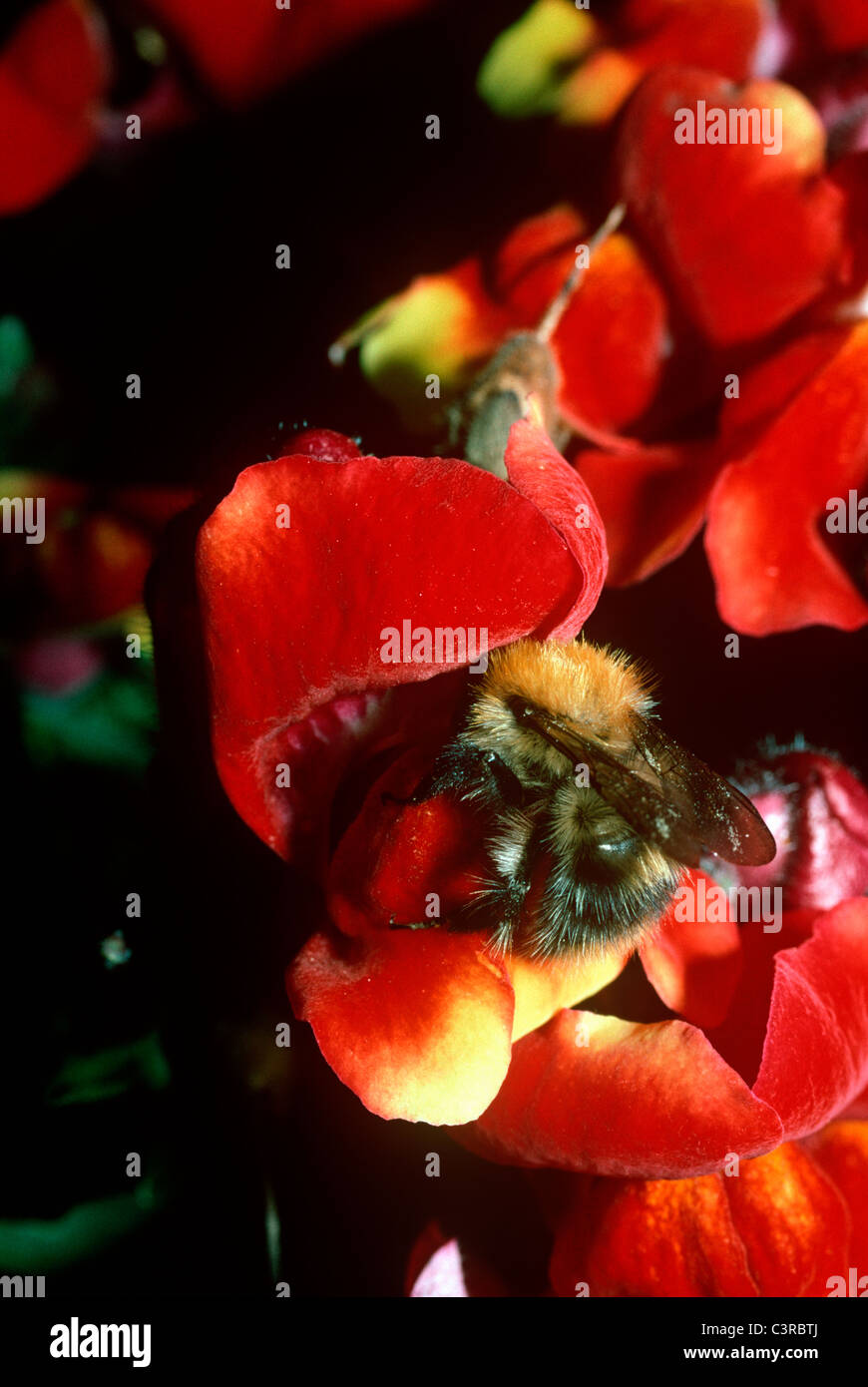 Common carder bumble bee (Bombus pascuorum: Apidae) worker pushing open ...
