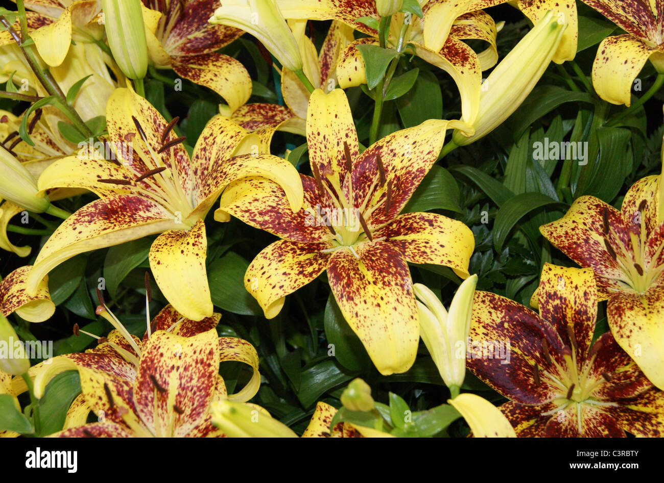 Lily, Lilium Graffiti Stock Photo - Alamy