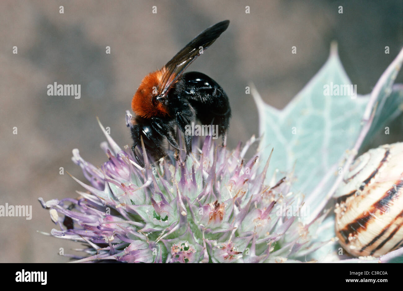 Mining bee (Andrena thoracica: Andrenidae) feeding from sea-holly ...