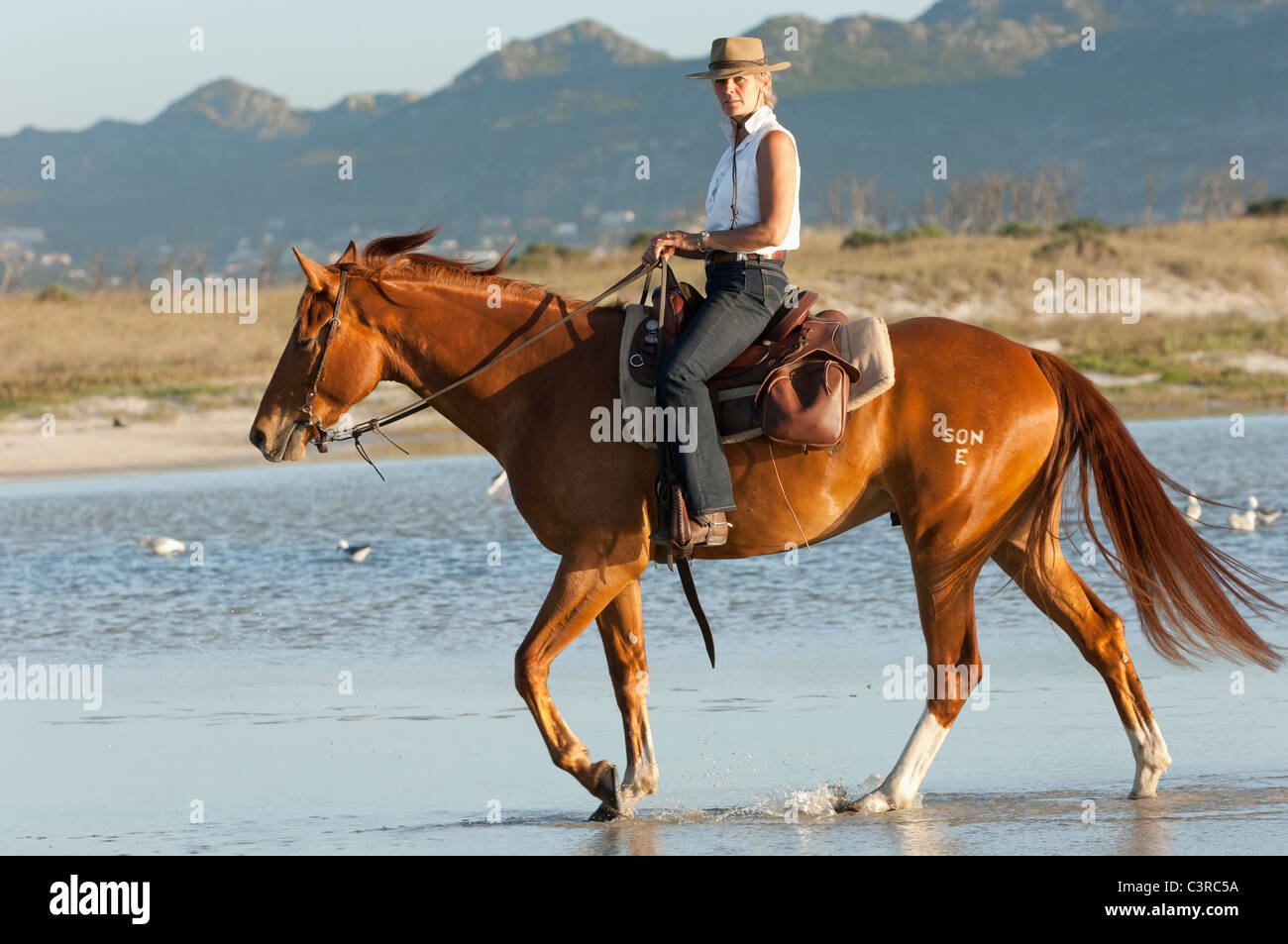 Horseriding in the water Stock Photo - Alamy
