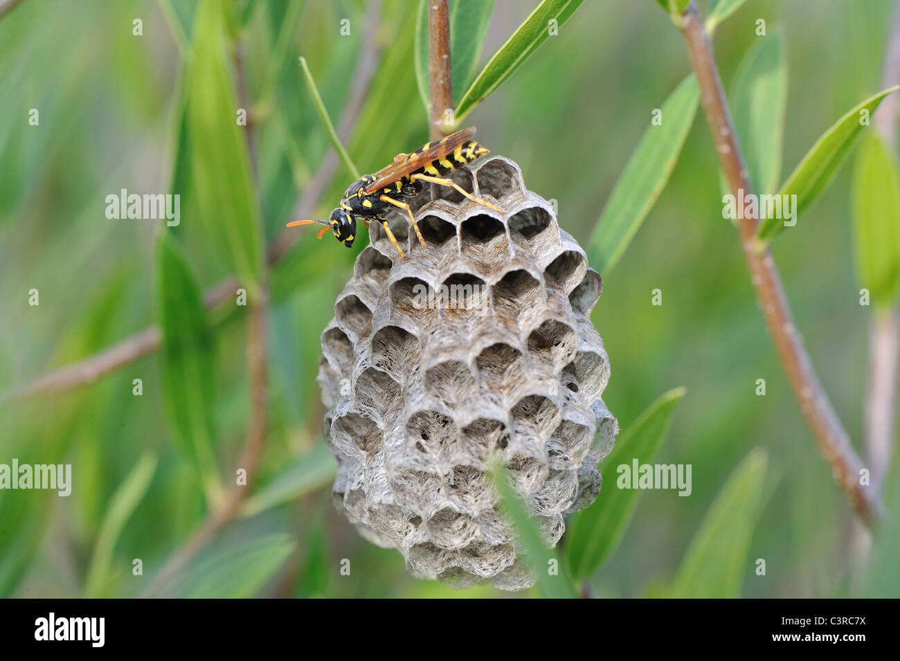 European wasp nest hi-res stock photography and images - Alamy