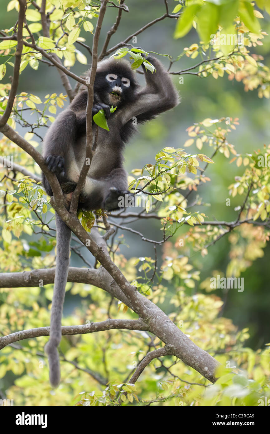 dusky leaf monkey sitting on tree branch, thailand Stock Photo - Alamy
