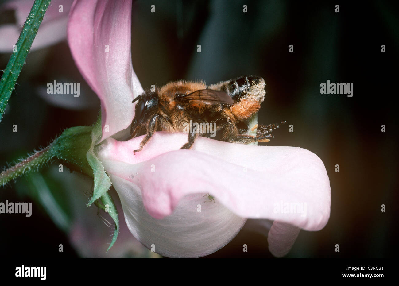 Large garden leaf-cutter bee (Megachile willughbiella: Megachilidae ...