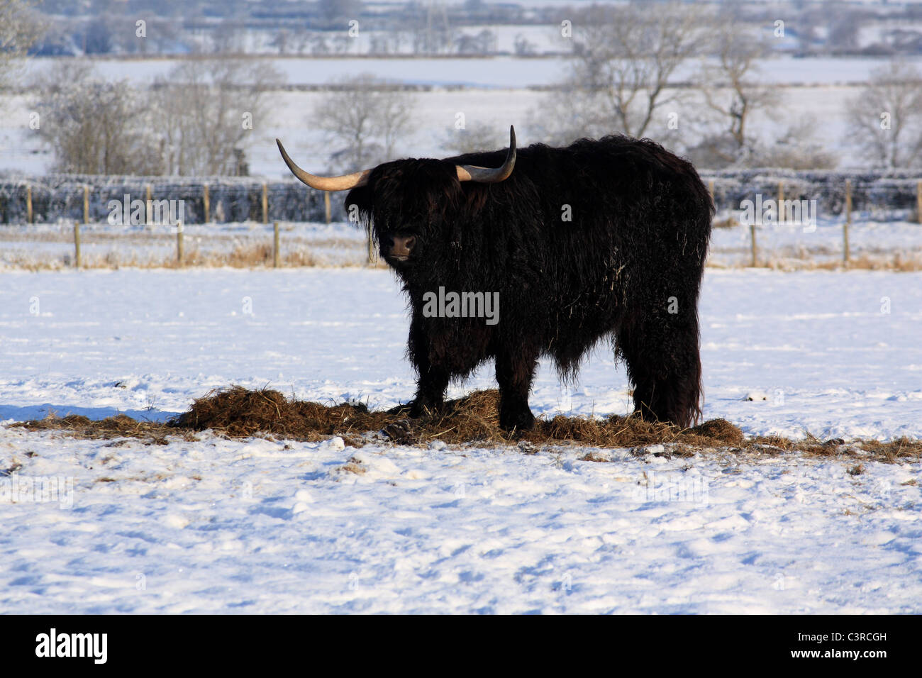 Cow in snow hi-res stock photography and images - Alamy
