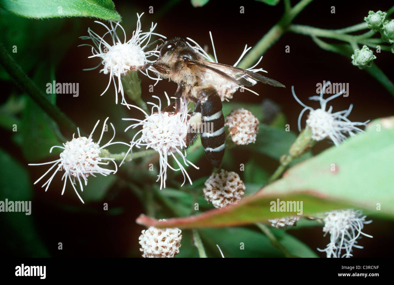 Giant honey bee (Apis dorsata: Apidae) worker, black-and-white form ...