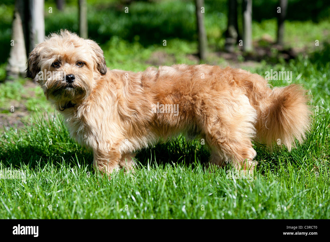 little brown dog standing proud in the sun and facing the camera Stock ...