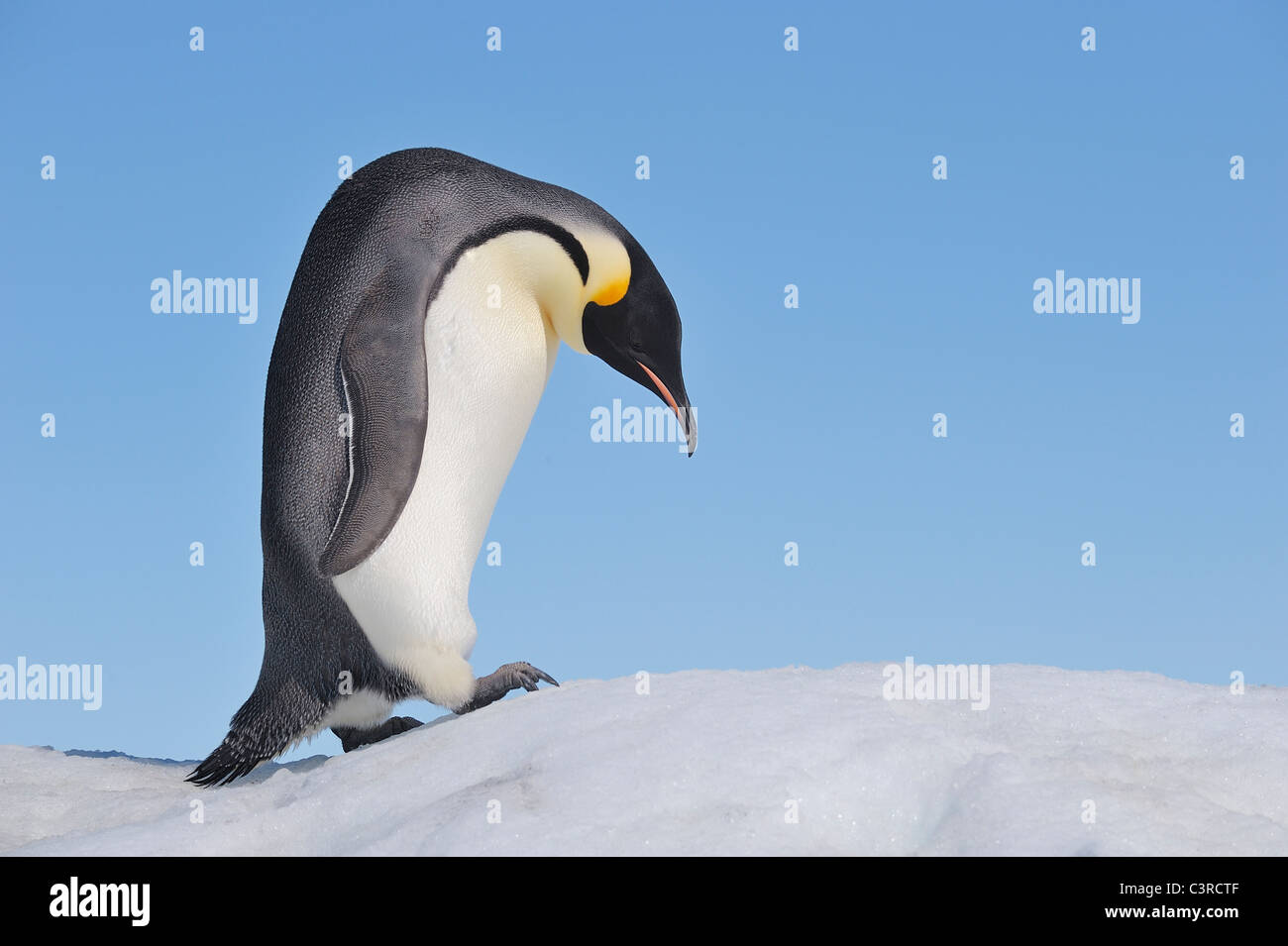Antarctica, Antarctic Peninsula, Emperor penguin climbing on snow hill ...