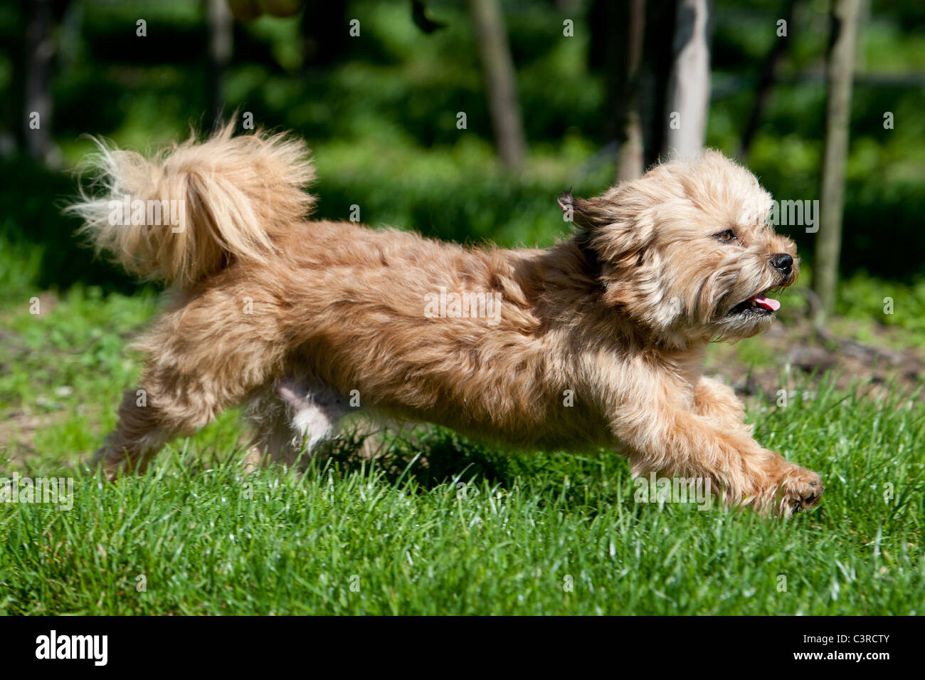Male Dog Running On Grass High Resolution Stock Photography and Images ...