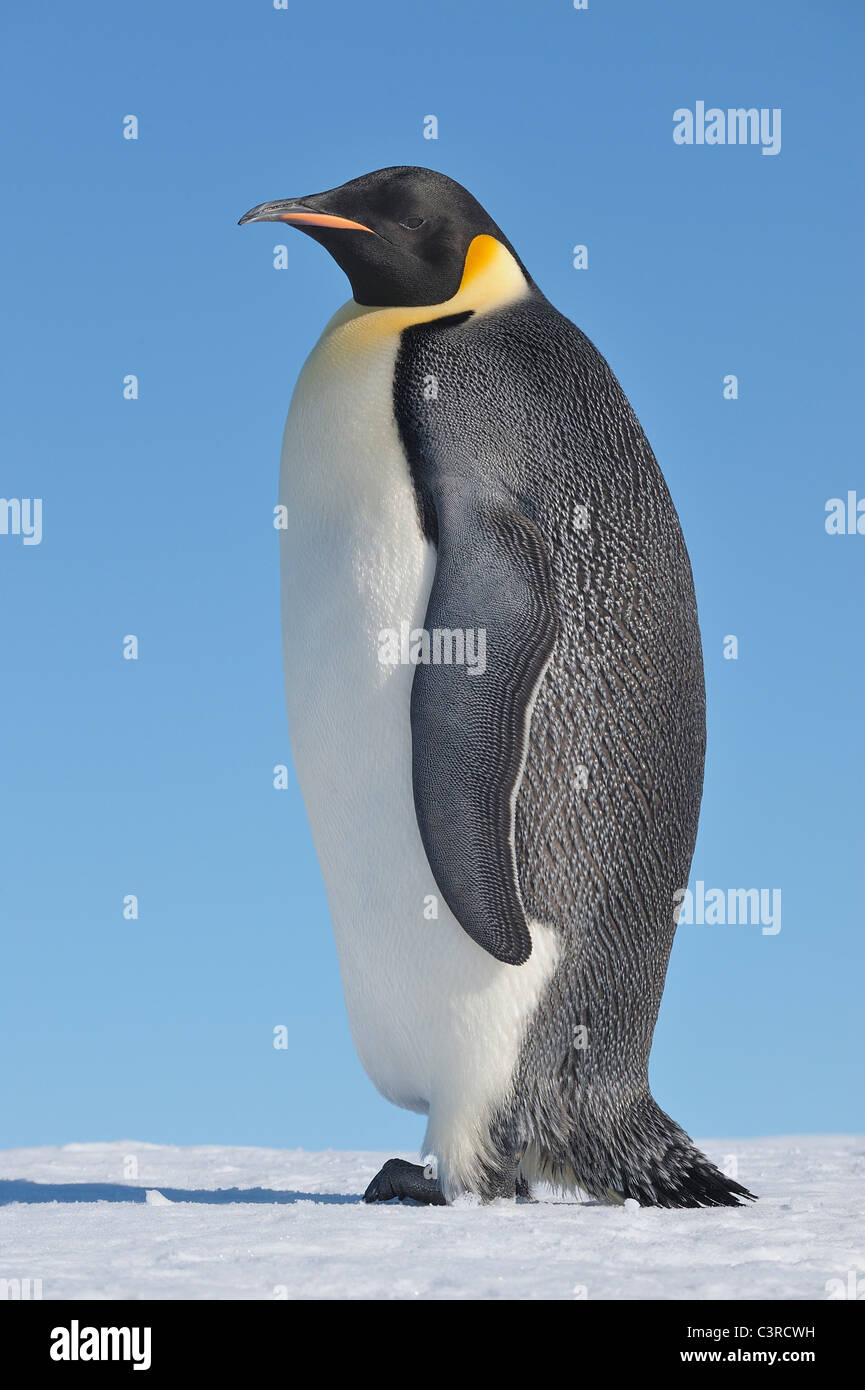 Antarctica, Antarctic Peninsula, Emperor penguin standing on snow hill ...