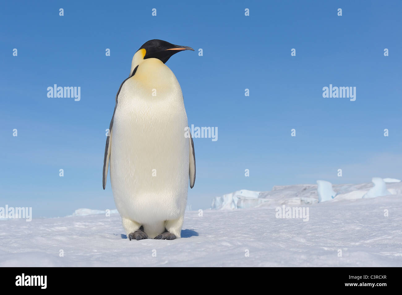 Antarctica, Antarctic Peninsula, Emperor penguin standing on snow hill ...