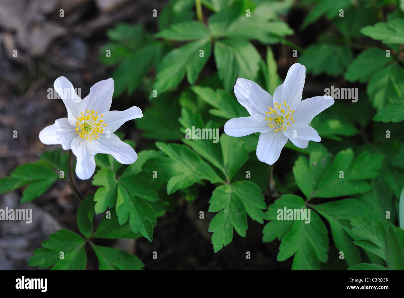 Wood anemone (Anemone nemorosa) flowering at early-spring - Hallerbos ...