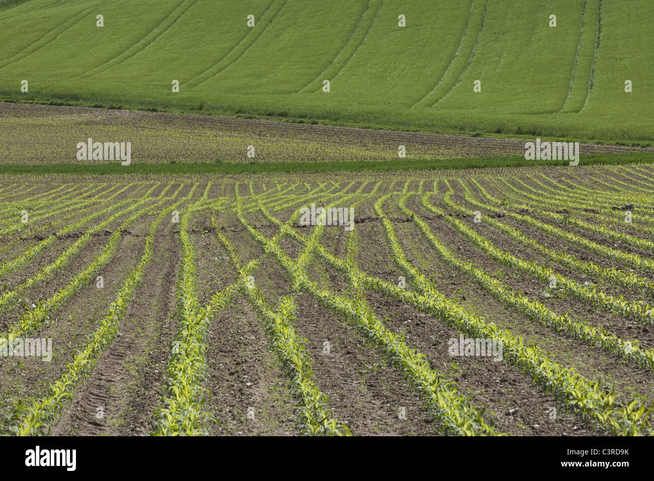 Rows as a pattern hi-res stock photography and images - Alamy