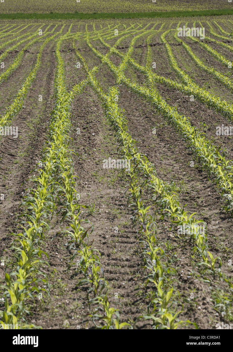 Rows as a pattern hi-res stock photography and images - Alamy