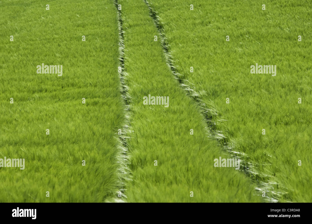 Trail through corn field Stock Photo - Alamy