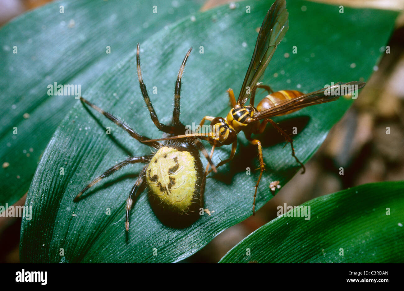 Spider hunting wasp hi-res stock photography and images - Alamy