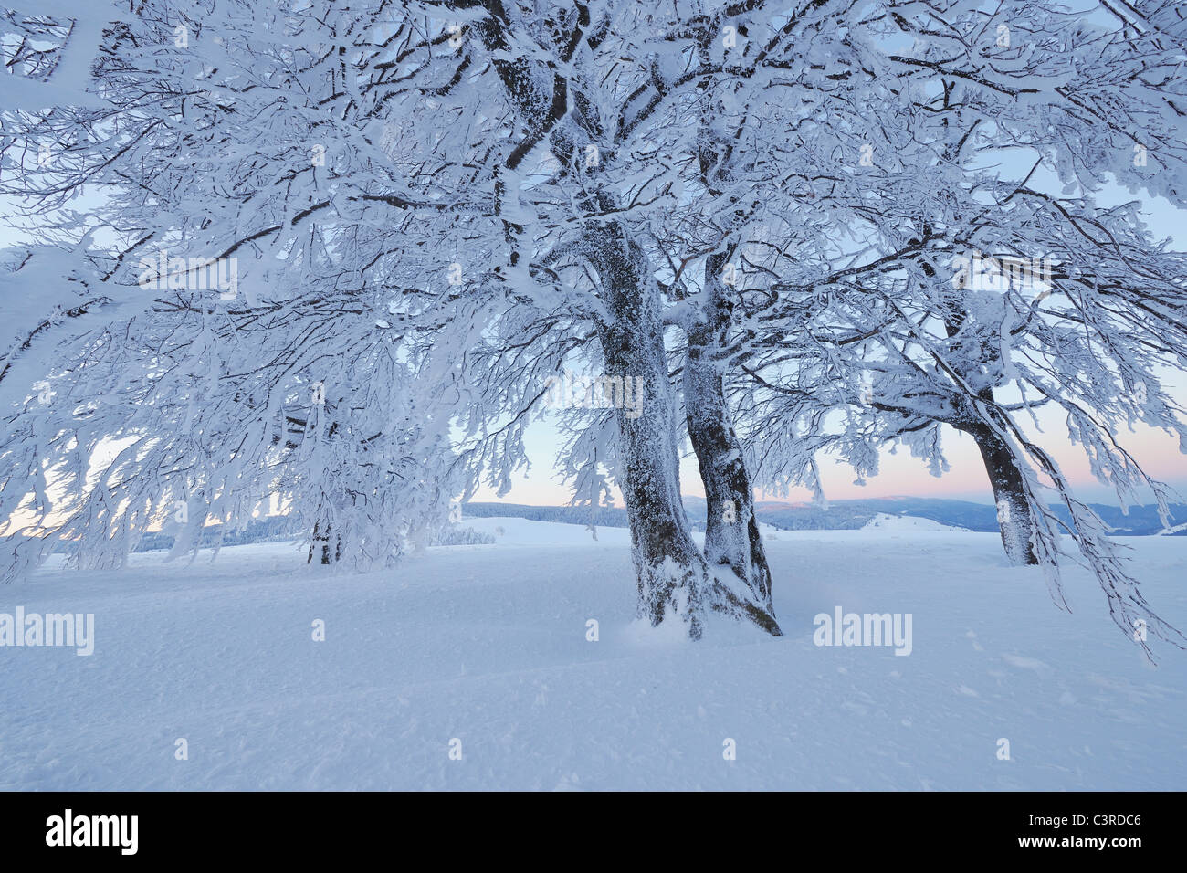 Black beech tree hi-res stock photography and images - Alamy