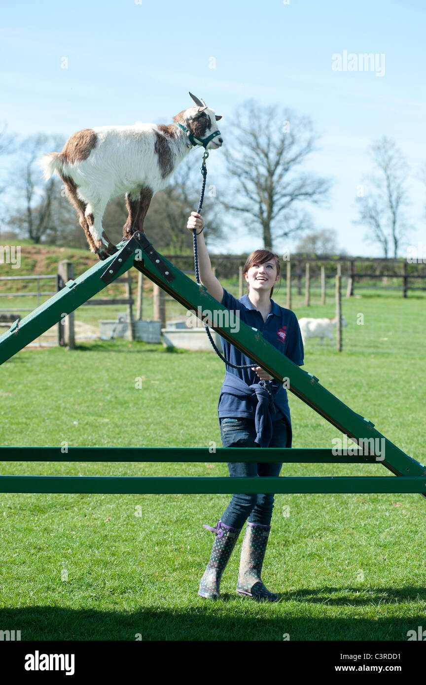 Tertiary animals hi-res stock photography and images - Alamy