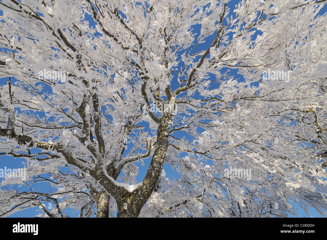 Black beech tree hi-res stock photography and images - Alamy