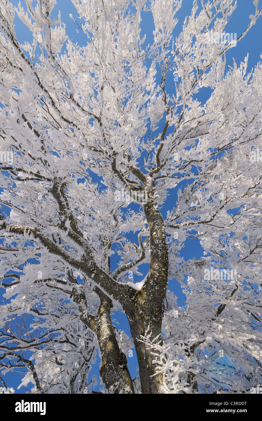 Black beech tree hi-res stock photography and images - Alamy