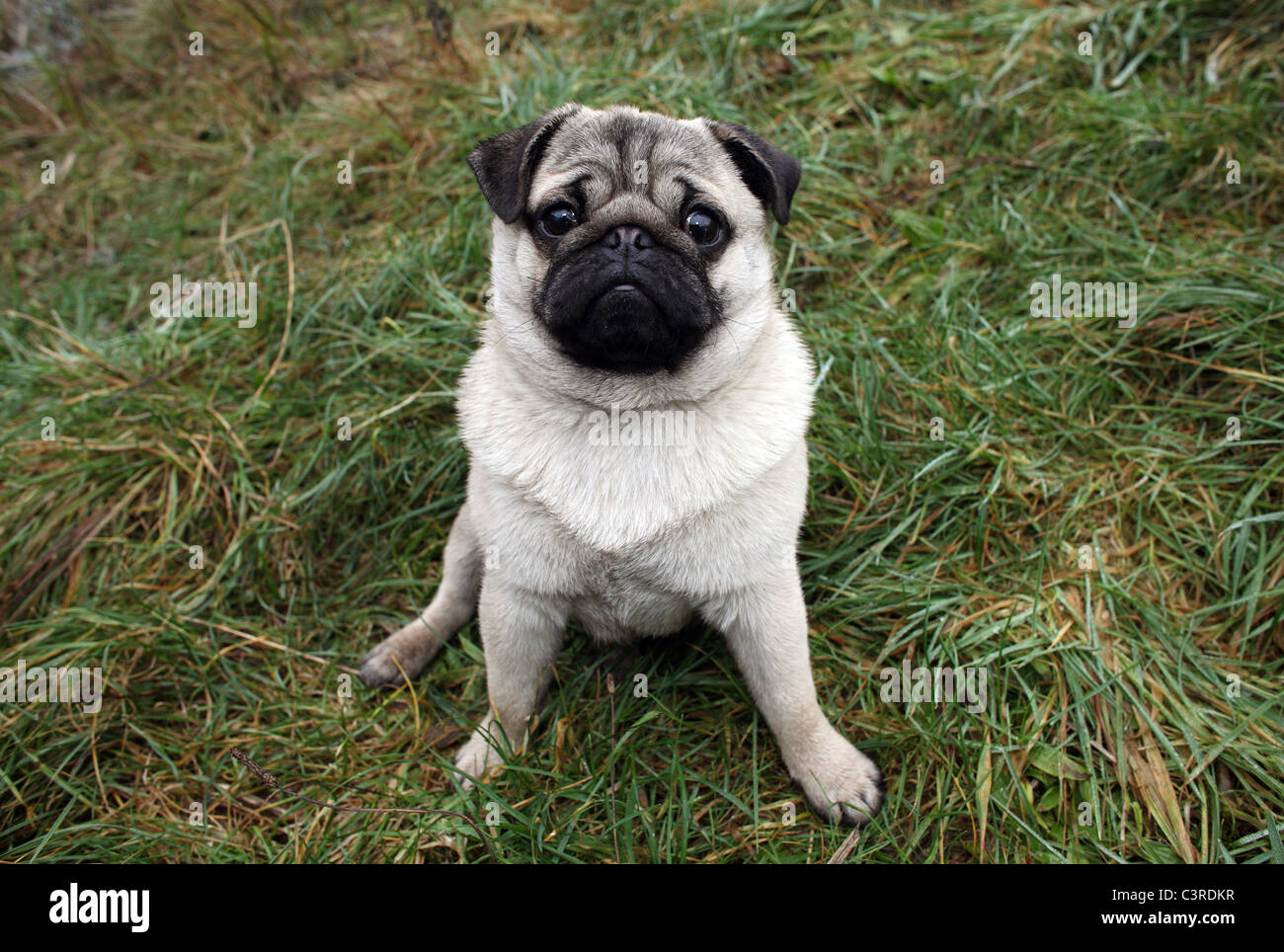 Pug nose High Resolution Stock Photography and Images - Alamy