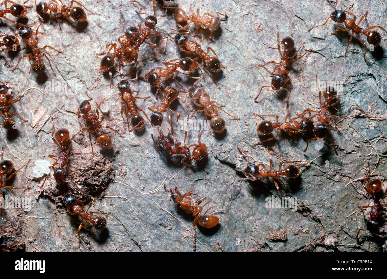 Insects under stone hi-res stock photography and images - Alamy