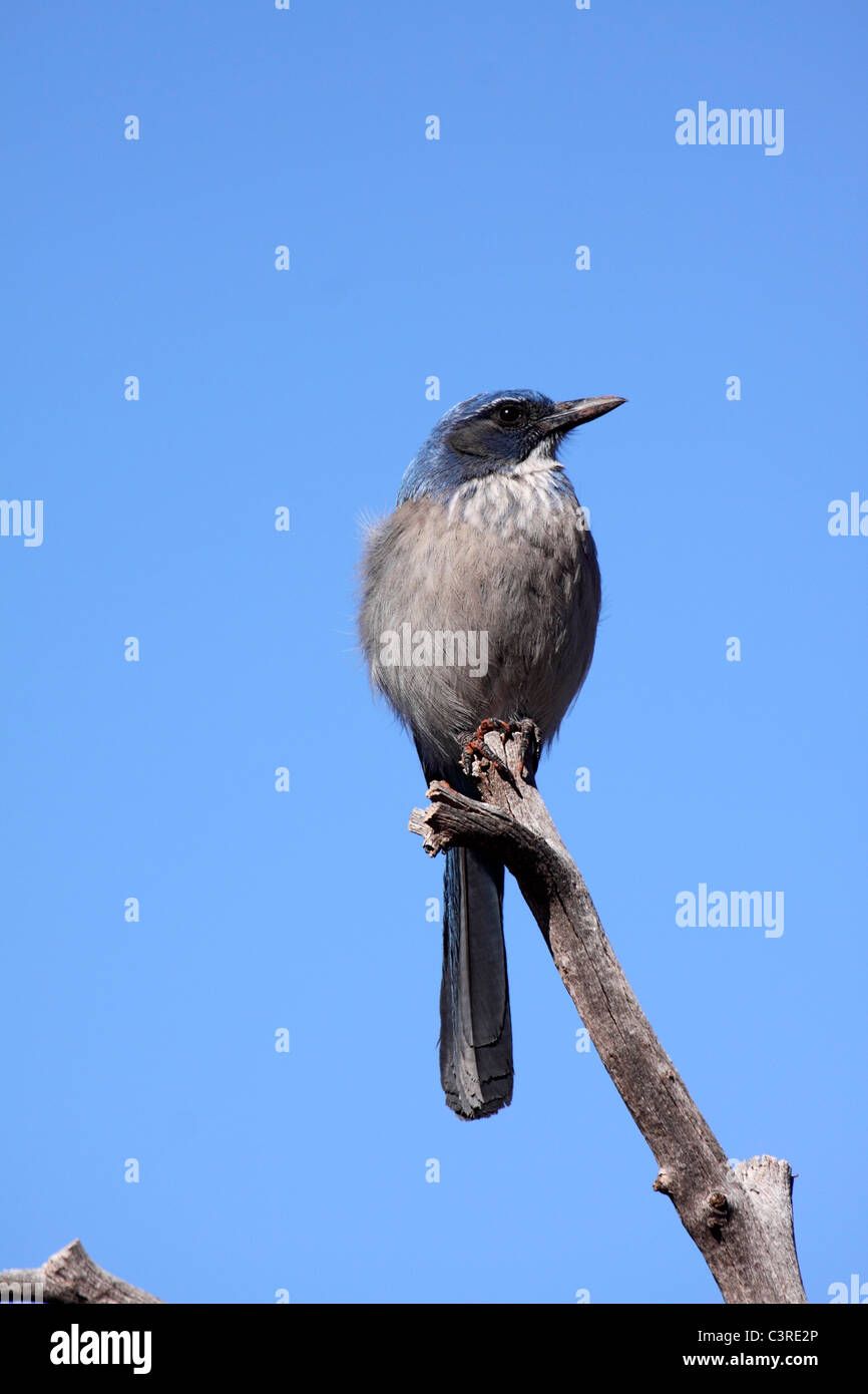 Western scrub jay in Arizona Stock Photo - Alamy