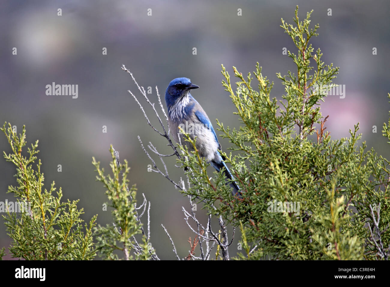 Arizona Scrub Jay
