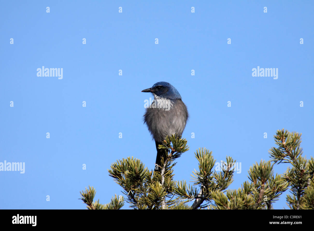 Western scrub jay in Arizona Stock Photo - Alamy