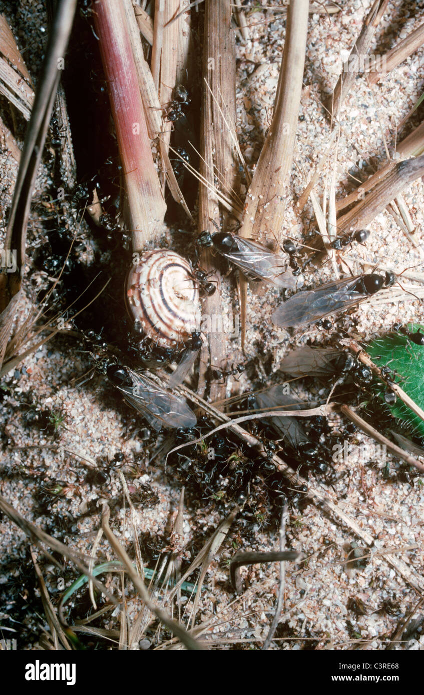 Negro ants (Formica fusca) workers releasing young queens from their ...