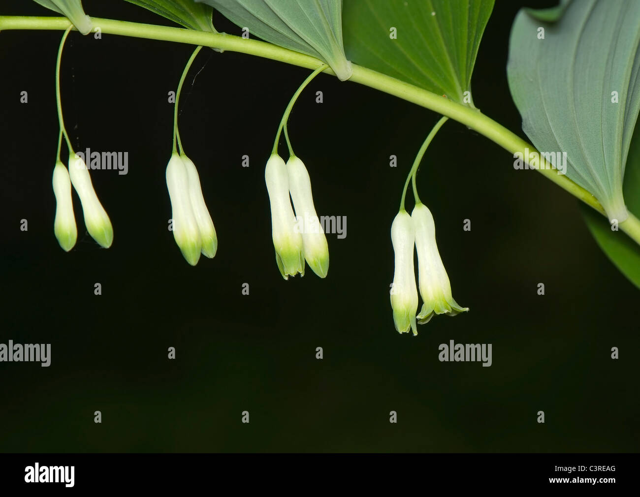 Polygonatum multiflorum hi-res stock photography and images - Alamy