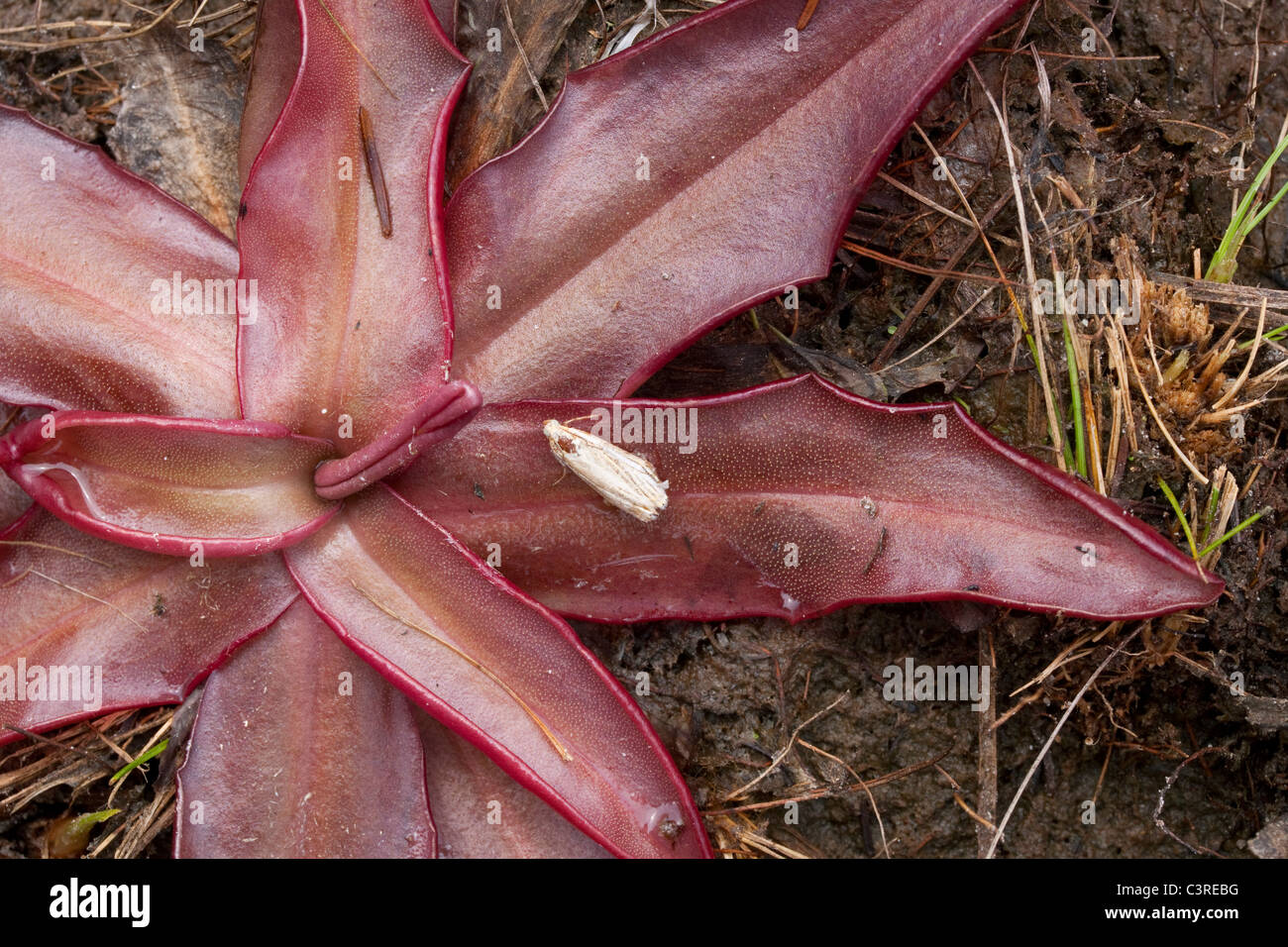 Flypaper Plants High Resolution Stock Photography and Images - Alamy