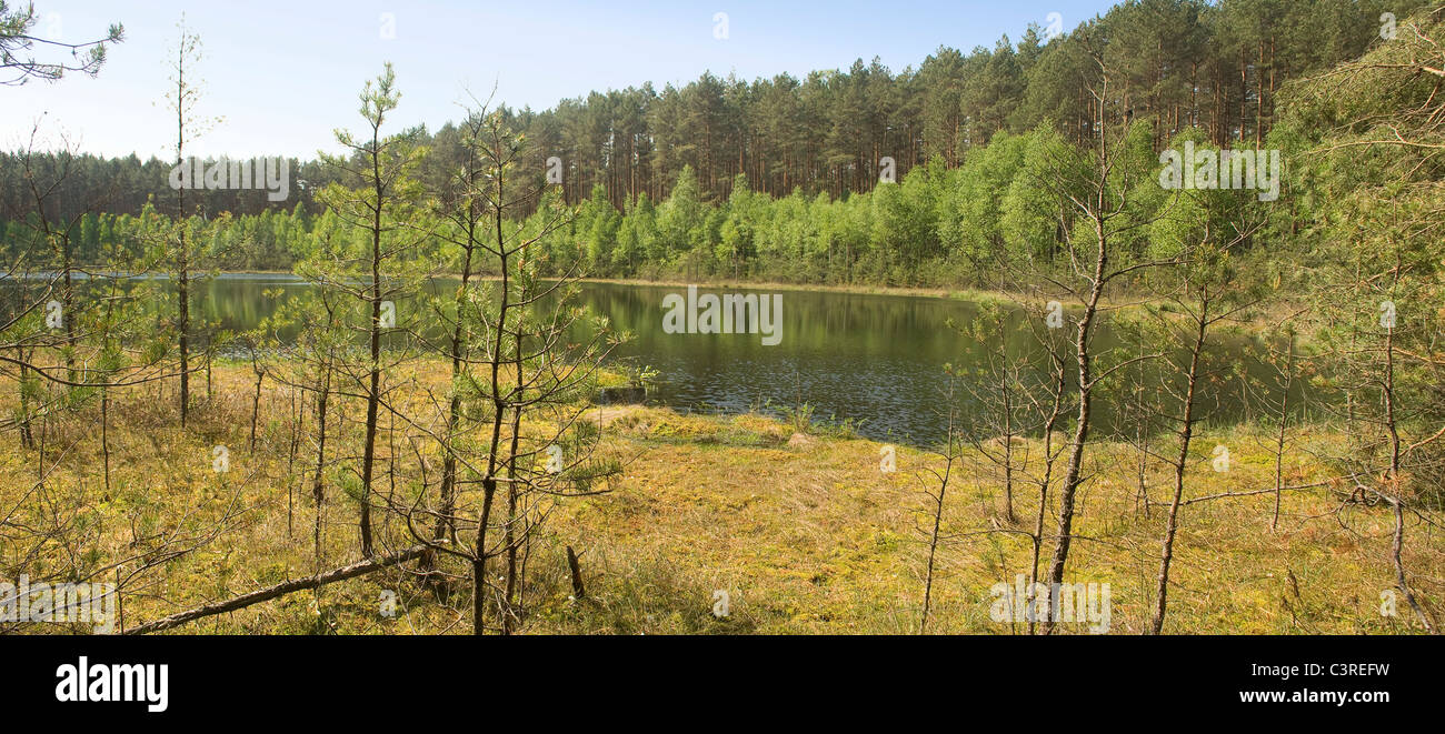 Natterjack toad spawn hi-res stock photography and images - Alamy