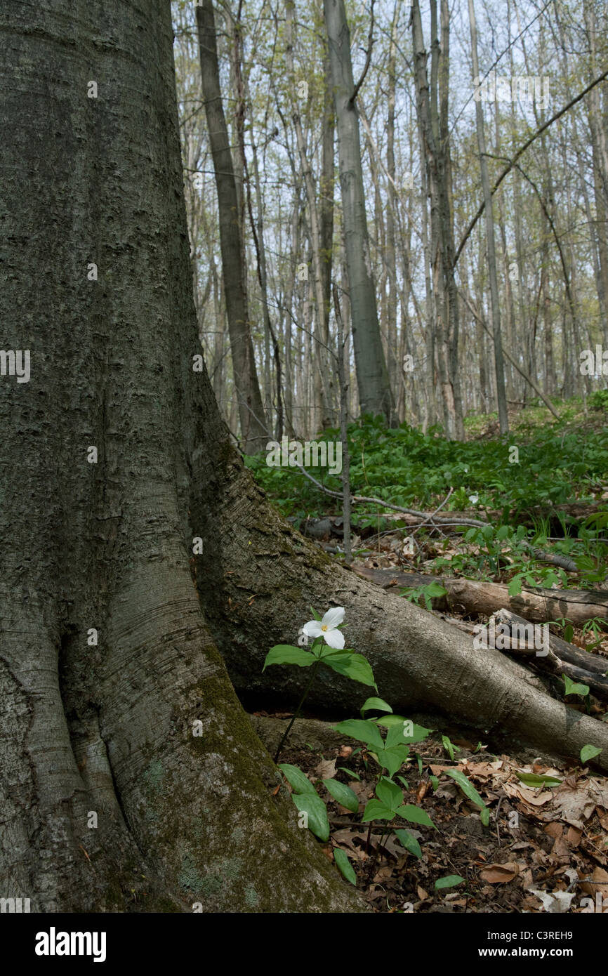 North American Beech Tree High Resolution Stock Photography and Images ...