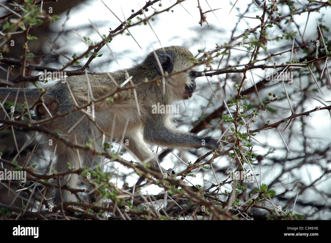 Black faced Vervet Monkey among the large thorns of the acacia tree ...