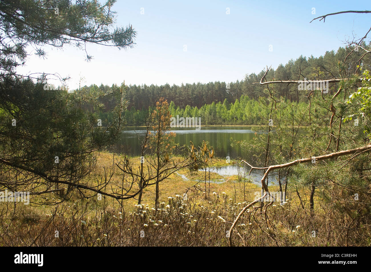 Swamp morass hi-res stock photography and images - Alamy