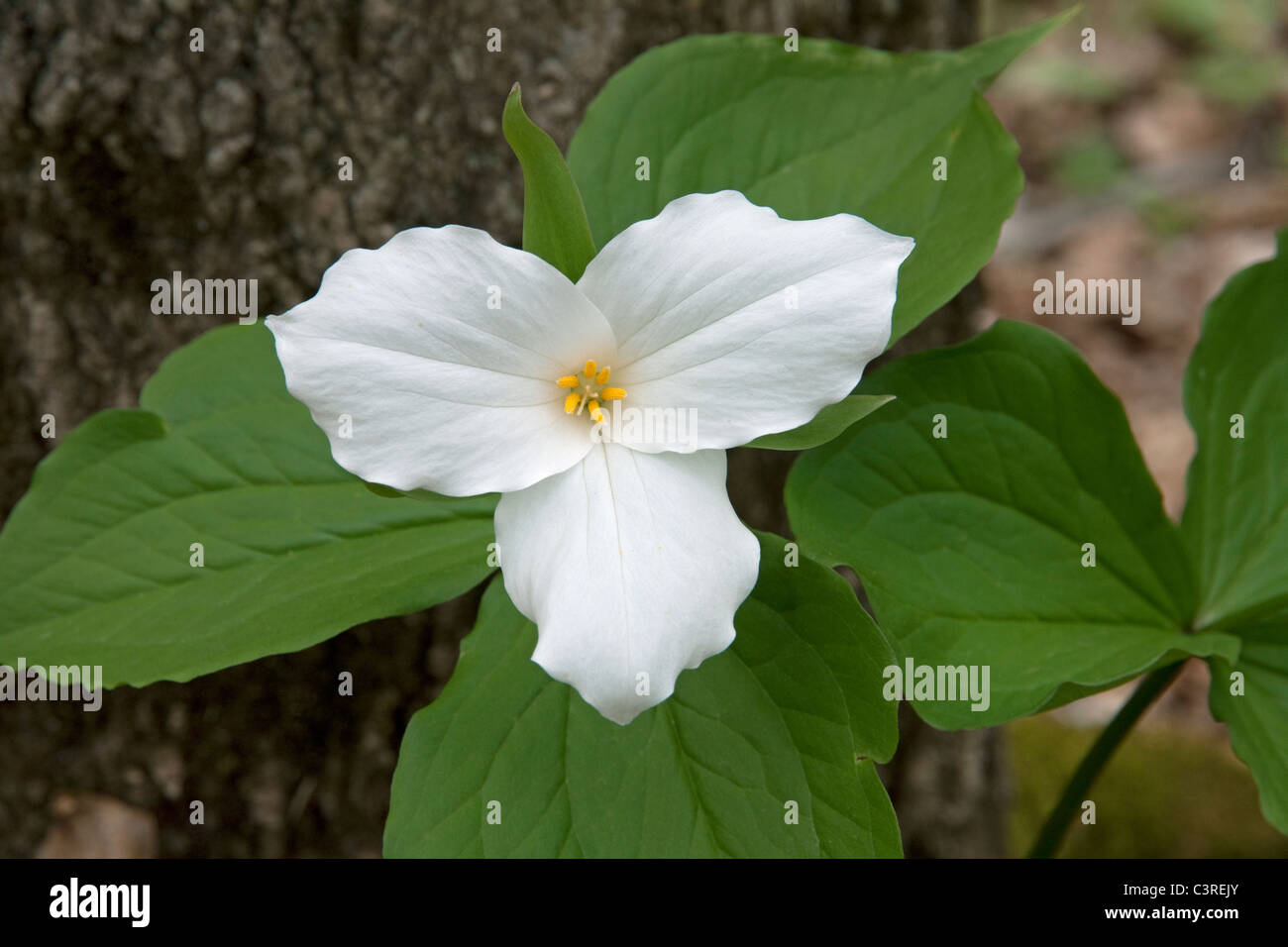 Large White-flowered Trillium grandiflorum Eastern United States, by ...
