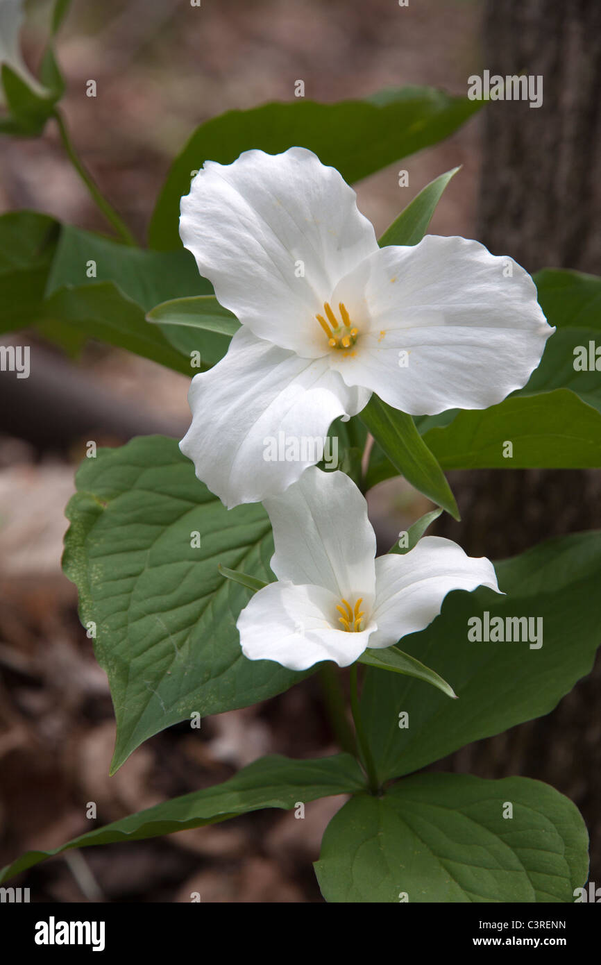 Large White-flowered Trillium grandiflorum Eastern United States, by ...